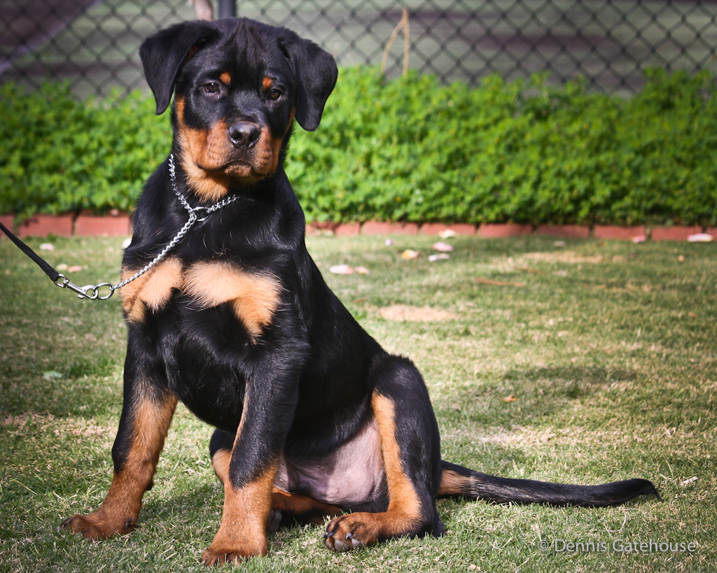 STAHLGRIFF ROTTWEILERS